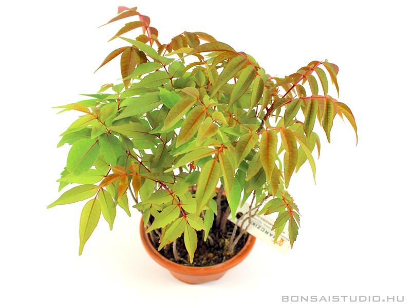 Yose ue Rhus sp. pre bonsai 01. rhus, sumac, shohin, yose ue, pre ...